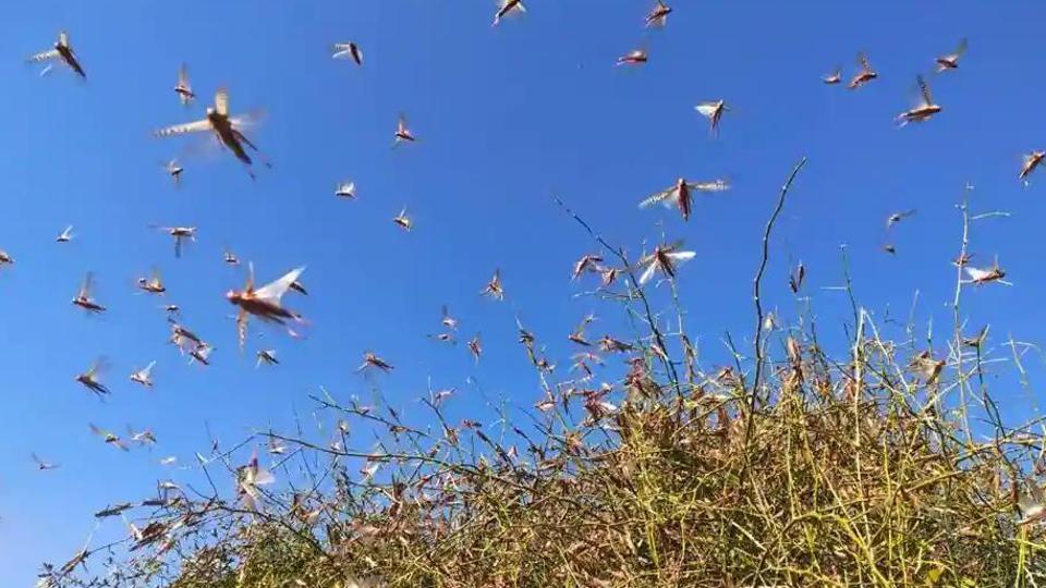 For friend Pakistan, China to send 1,00,000 ducks to stave off locust ...