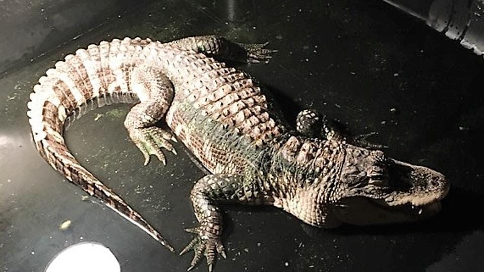 Officials rescue 25-year-old alligator from basement of a house. See ...