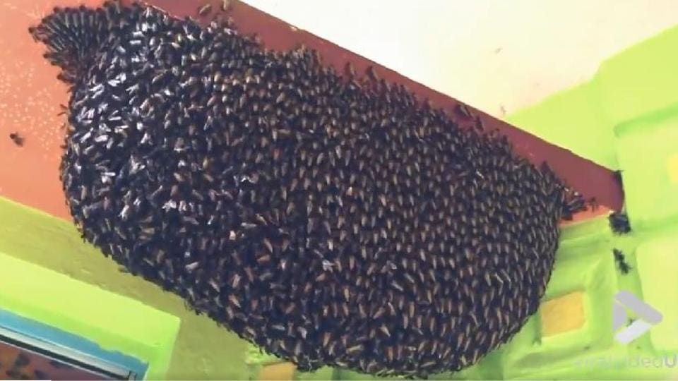 Dancing in defence:This ‘beehive wave’ is creating ripples on Twitter ...