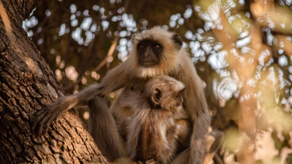 Langurs think fake monkey as their own, mourn its ‘death’. Netizens ...