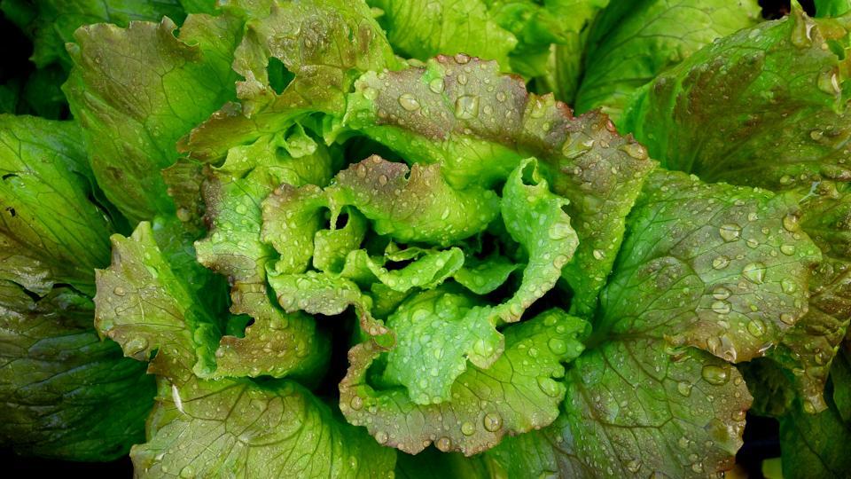 Lettuce harvested in space as nutritious as ones on Earth, says NASA ...
