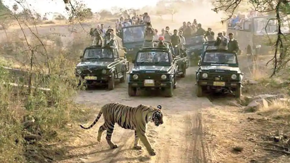 Arunachal Pradesh stops survey work on road through Pakke Tiger Reserve ...