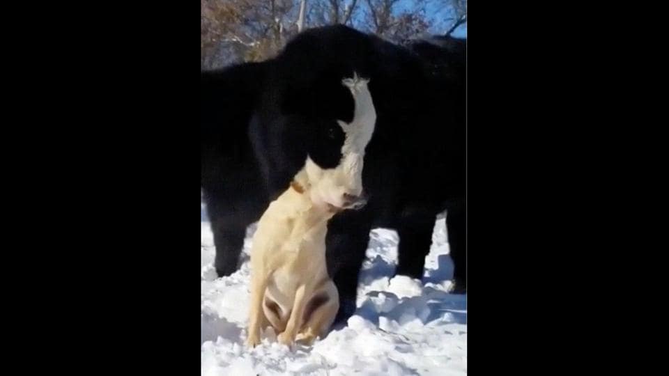 This dog and cow ‘frenship’ is one for the books! Watch | Trending