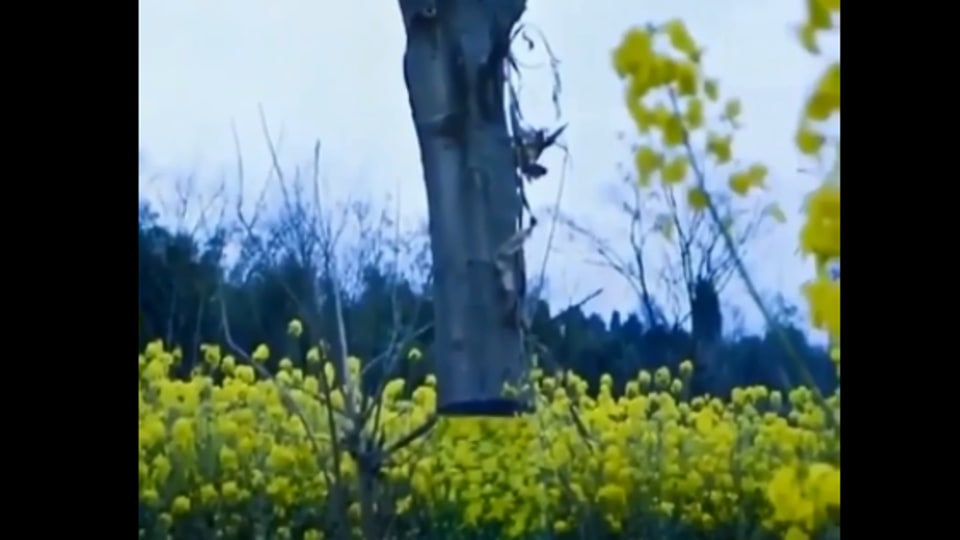 See-through tree? It’s not magic but incredibly creative | Trending