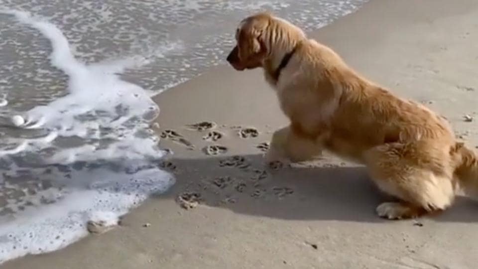 This brave doggo will stop at nothing to save its toy from the evil ...