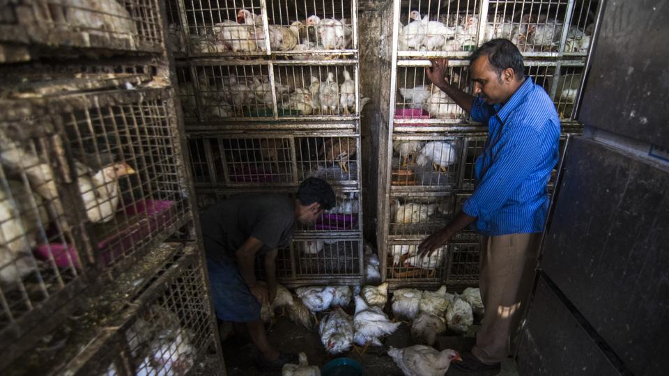 Lockdown-hit Haryana poultry farmers bury starving birds alive | Latest ...