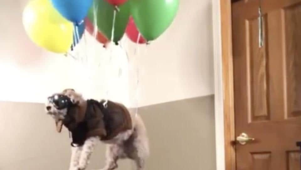 This doggo’s Up inspired adventures are bound to make you smile. Watch ...