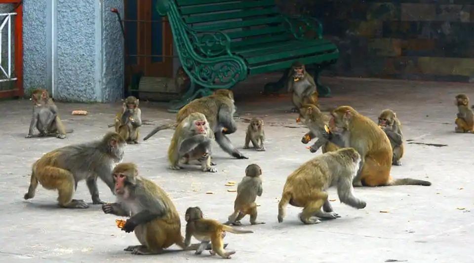 Shimla under lockdown, hungry monkeys head for villages, forests ...