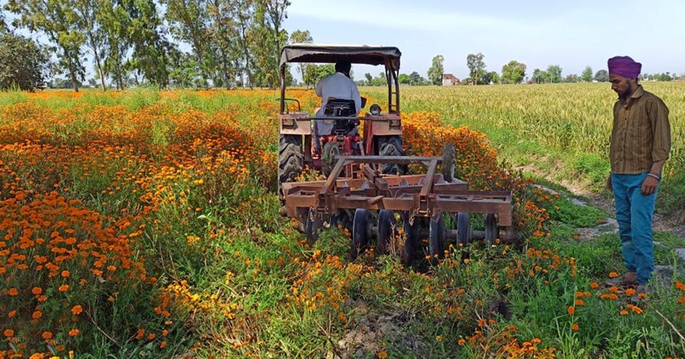 Floriculture crisis: No demand, growers forced to destroy flowers in ...
