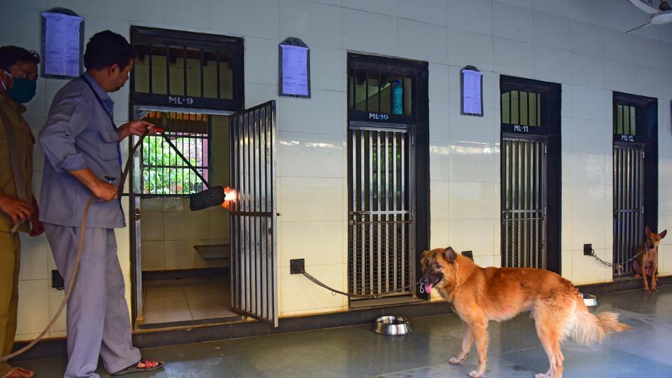 Coronavirus update: Entry of animals and birds in quarantine area can ...