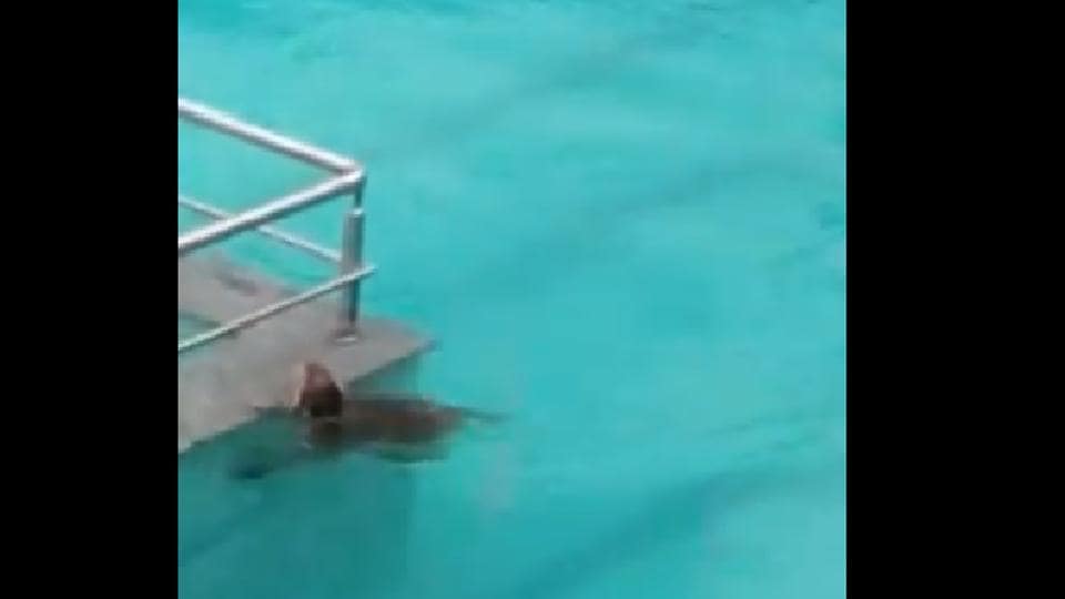 This monkey swimming in a pool will remind you of your beach holidays ...