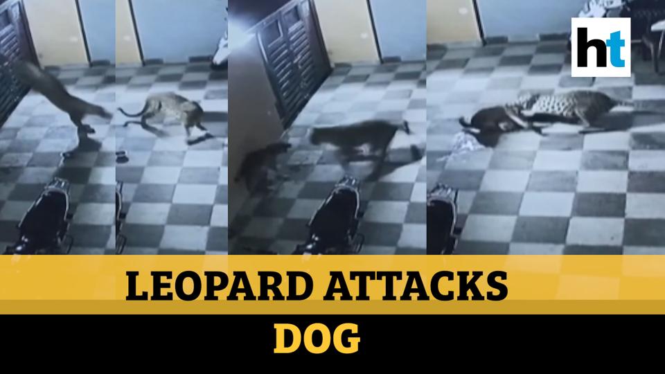 Watch: Leopard enters house, attacks pet dog in Gujarat’s Una ...