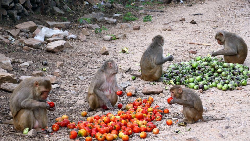 Starving monkeys find saviour in Ramanagara BJP president | Bengaluru
