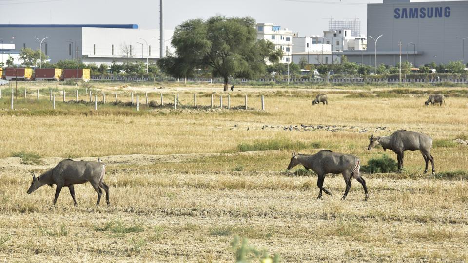 Photos: Humans stay in; animals venture out during global lockdown ...