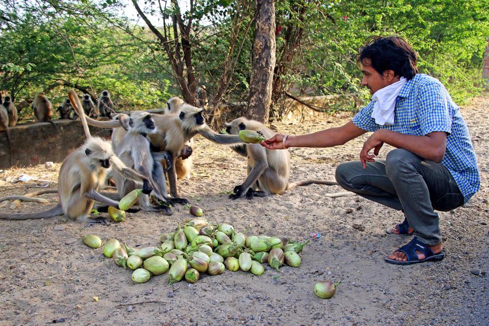 Hungry monkeys on Mumbai-Ahmedabad highway get aid from NGO members ...