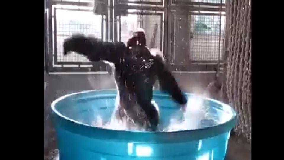 Gorilla dances it’s way to netizens’ hearts, chances are it’ll make you ...
