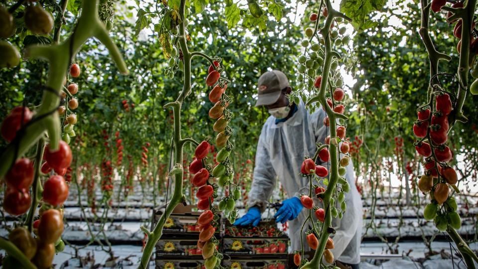 European Farmers warn for upcoming Food Shortages - New Jetpack Site