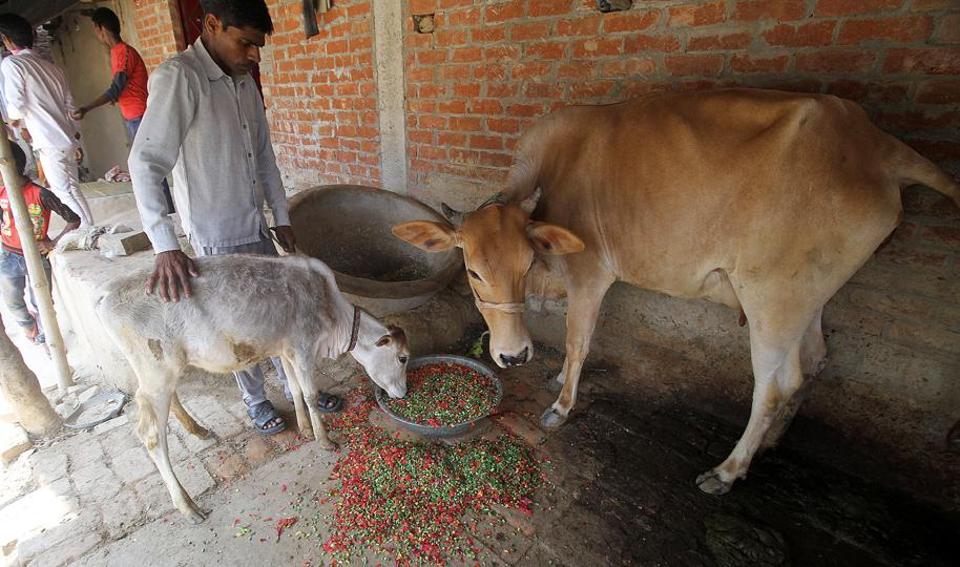 54,000 abandoned cows adopted in UP under the CM Destitute Cow ...