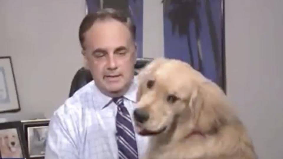 Pet doggo interrupts a weather forecast making it the best one ever ...