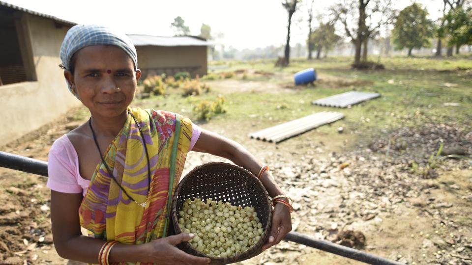 Chhattisgarh purchased highest value of minor forest produce in country ...