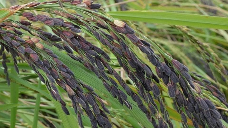 Manipur black rice gets Geographical Indication tag | Latest News India