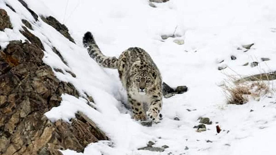 Snow leopard which killed 43 sheep, goats captured in Lahaul and Spiti ...