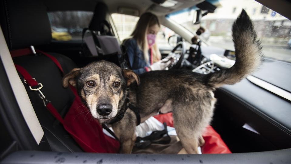 Photos: A match made in lockdown for dogs and owners in Russia ...