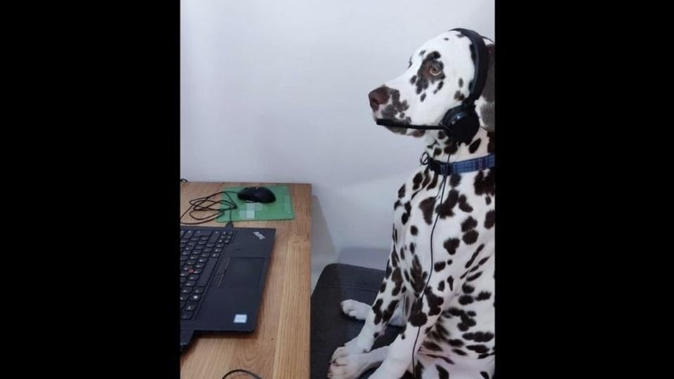 Fred the doggo must be made for customer service because of the cute ...