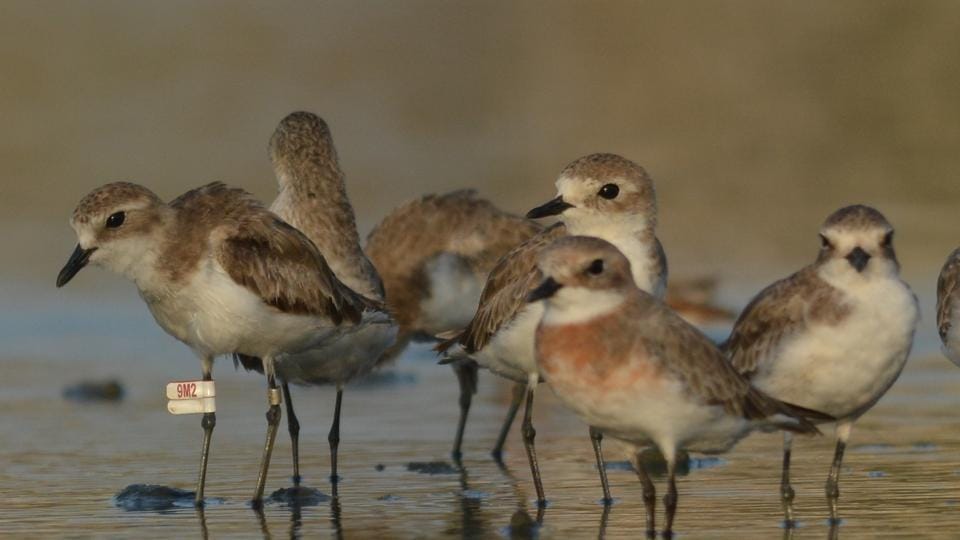 World Migratory Bird Day: Return rate of tagged birds highest in Mumbai ...