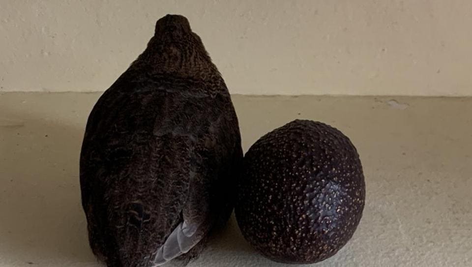 Forget inter-species friendships, this bird made friends with an ...