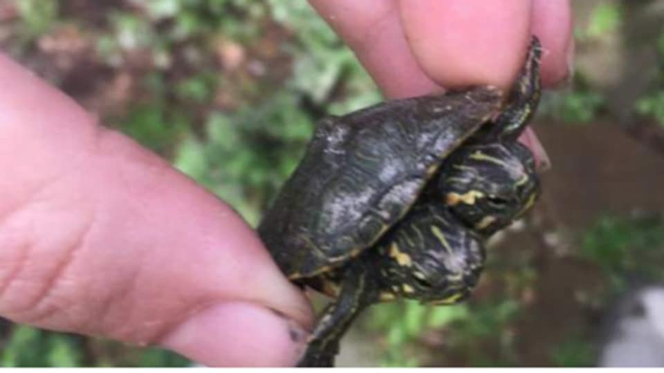 Precious two-headed baby turtle finds forever home. Video shows ...
