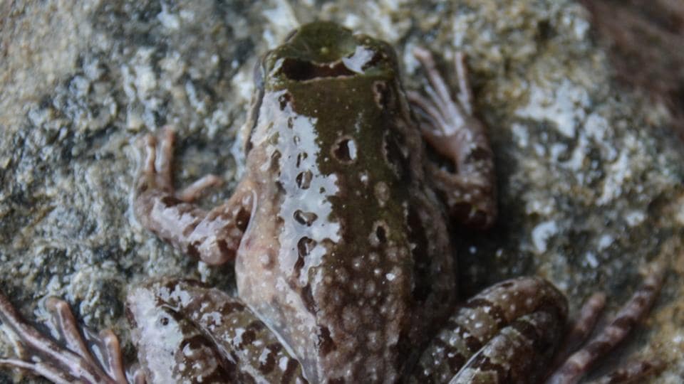 Chinese-origin frog species found in Arunachal Pradesh | Latest News India