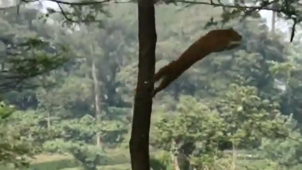 Leopard climbs tree, jumps on another one. ‘Jungle Parkour’ video will ...