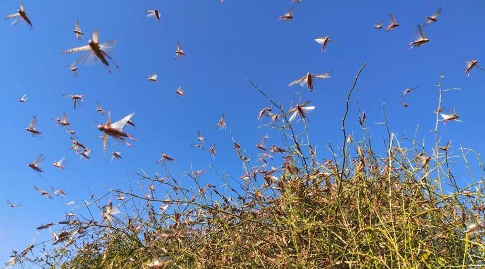 Agra administration issues alert to farmers over locust invasion ...