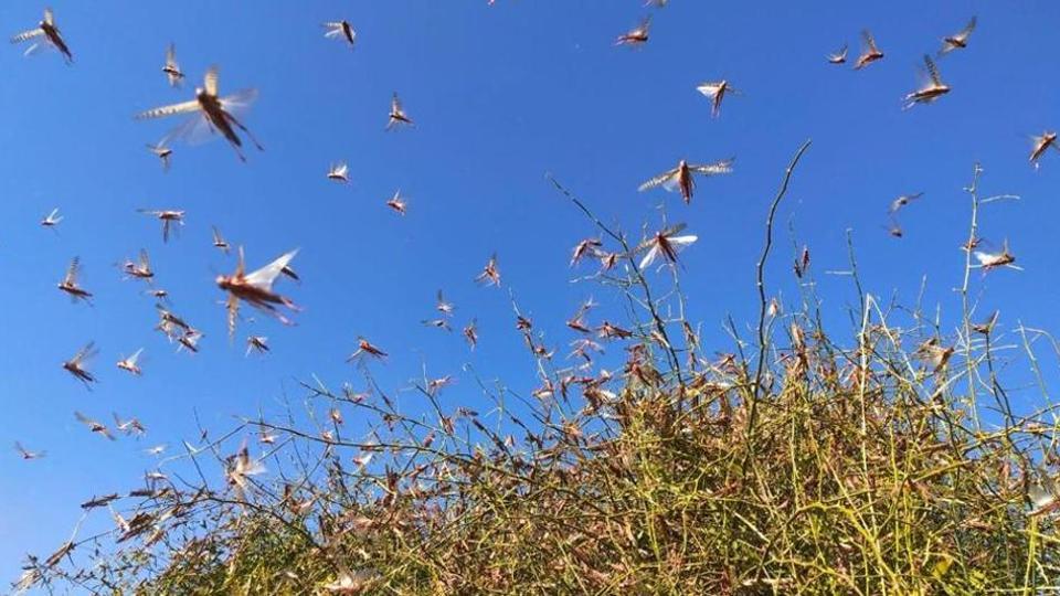 Tackling the locust attack | HT Editorial | Hindustan Times