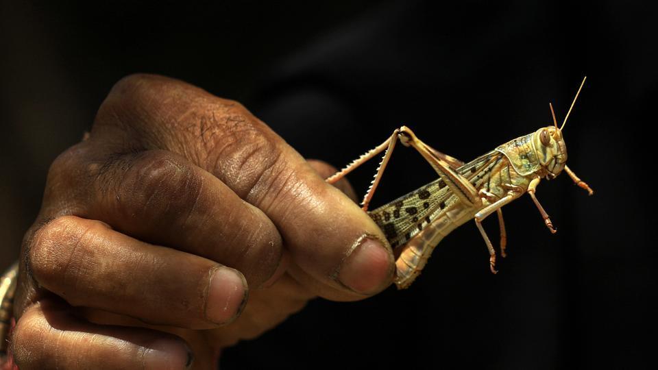 Big locust swarm headed towards Madhya Pradesh, bypasses Delhi | Latest ...