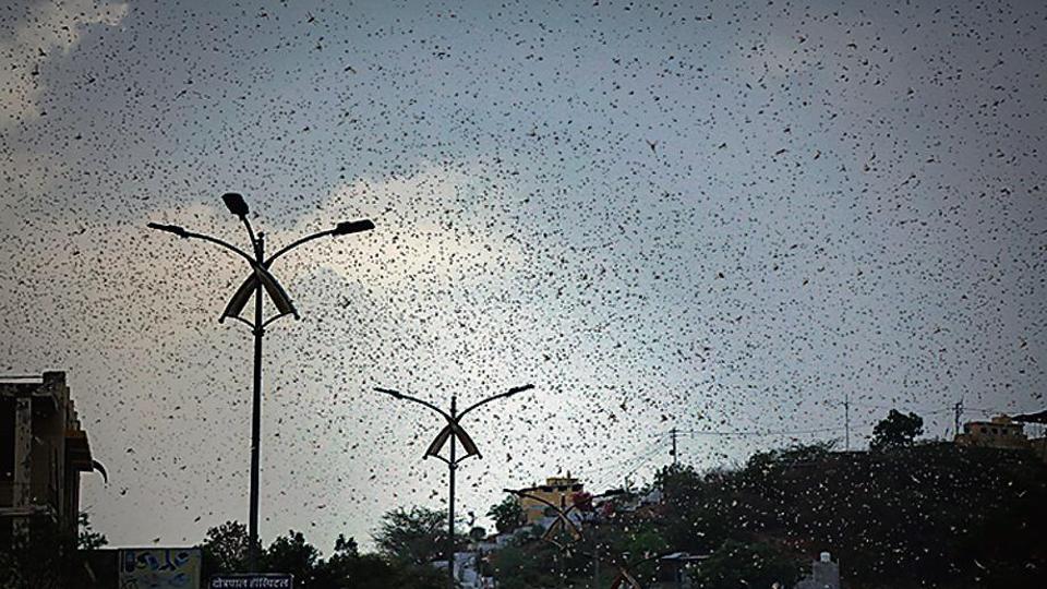 Locust swarms likely headed to MP from Rajasthan | Latest News India
