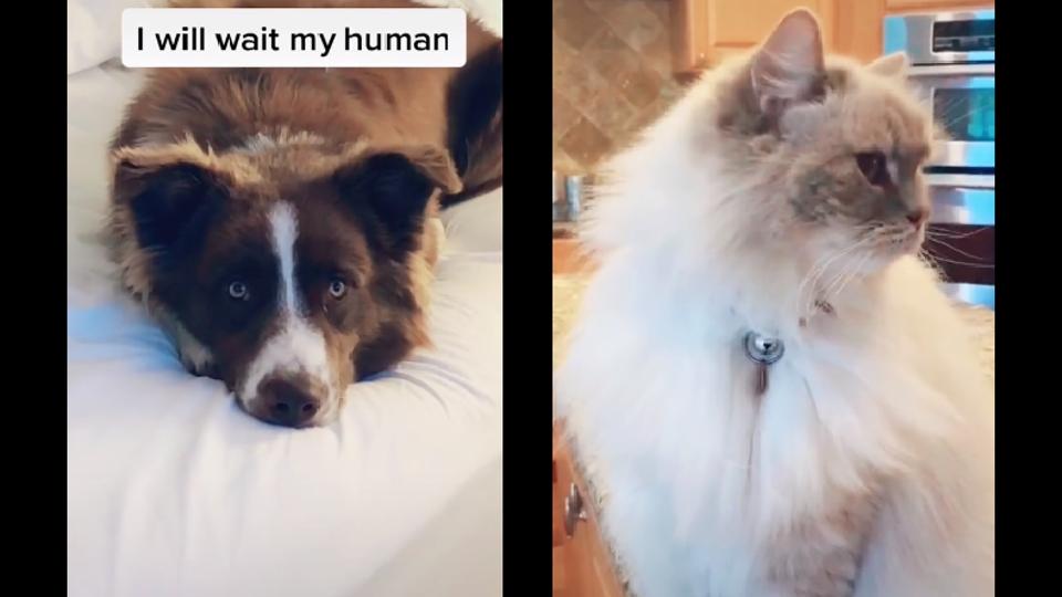 This anxious dog and indifferent kitty’s TikTok video is the answer for ...