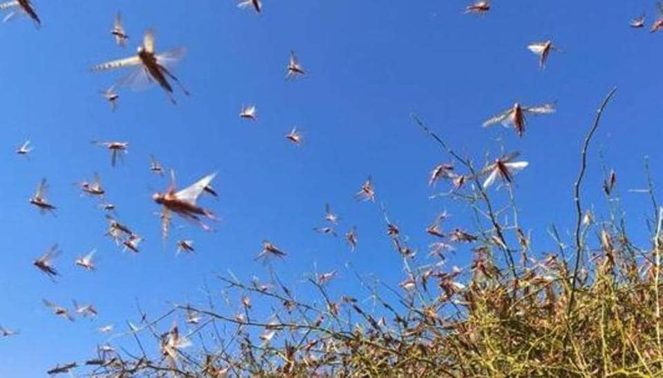 FAO may declare locust invasion a ‘plague’ if it takes a turn for the ...