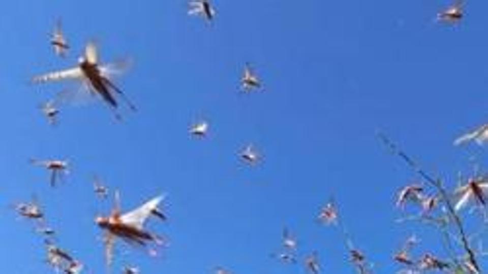DGCA says locust swarms pose threat to aircraft during landing and ...