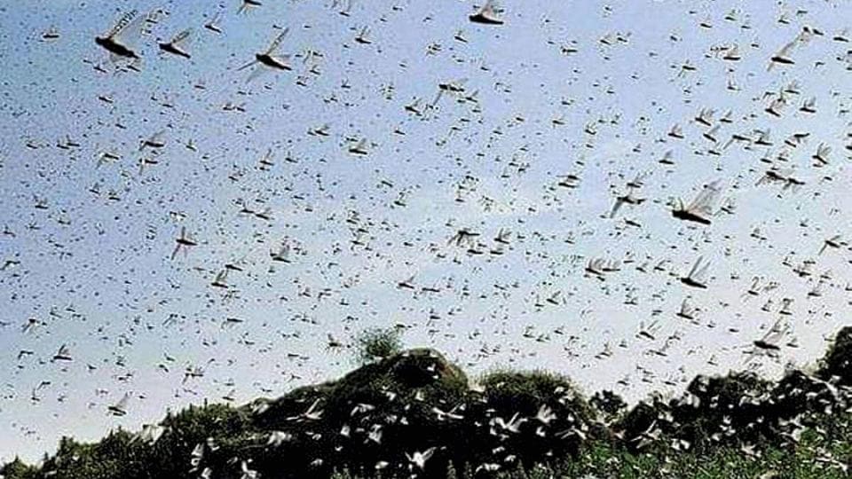 Copters, new gear to fight locust invasion amid warning in 16 states ...