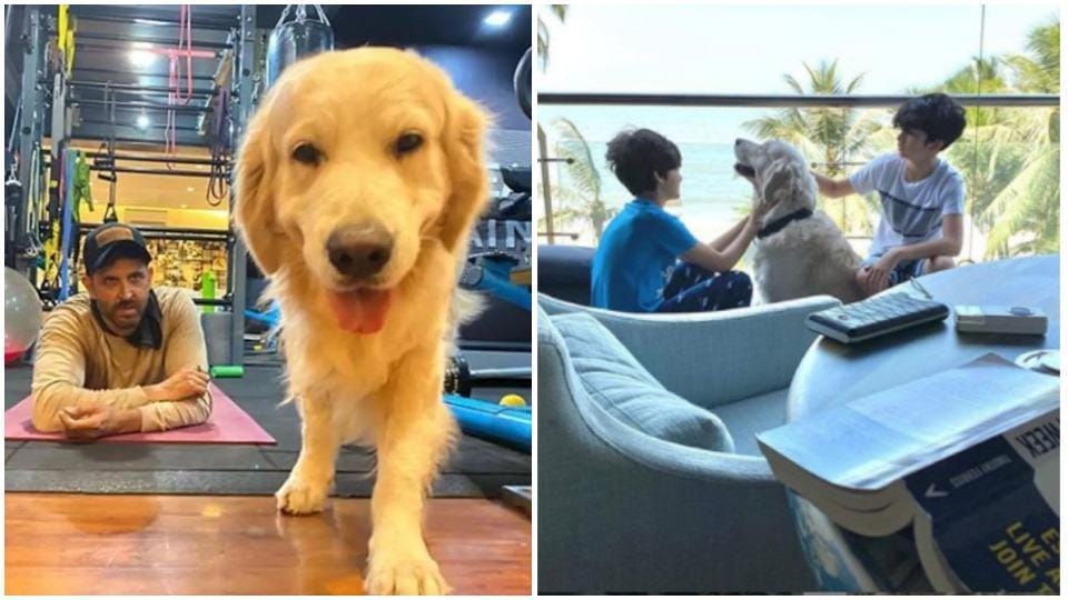 Hrithik Roshan’s Zane to Anushka Sharma’s Dude: Furry friends of ...