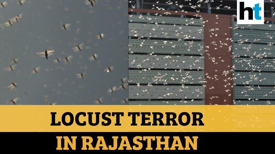 Locust swarms spread, hotspot Pakistan ignores India’s cooperation call ...