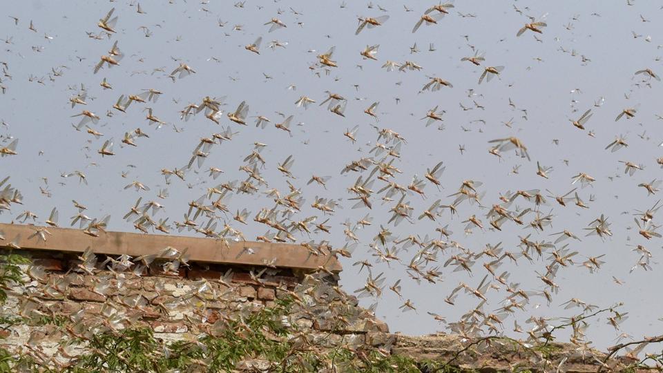 Odisha to alert 15 lakh farmers with text and voice messages about ...