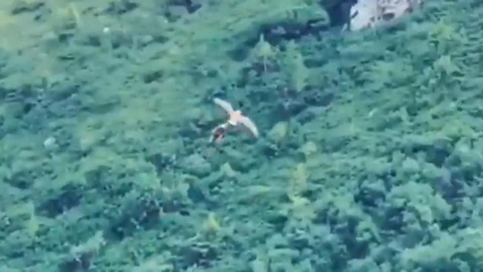Raptor drops rabbit mid-air, then swoops in to catch it. Watch | Trending