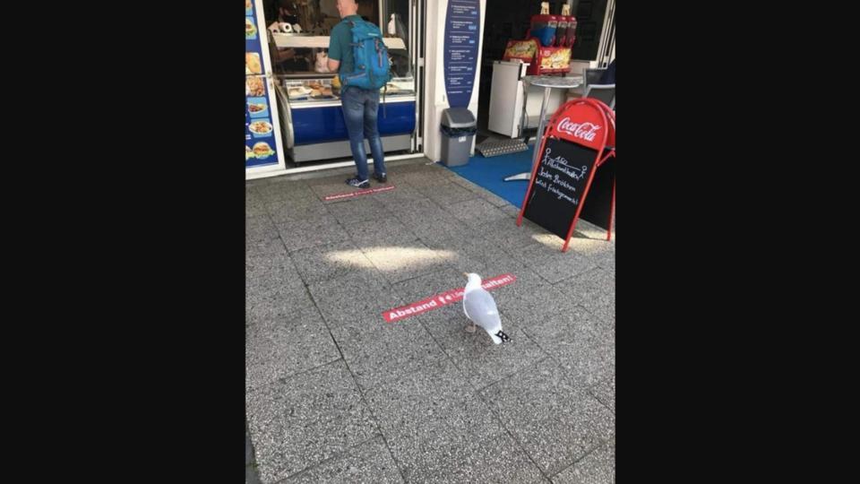 Bird ‘follows’ social distancing rules like a pro. Check it out | Trending