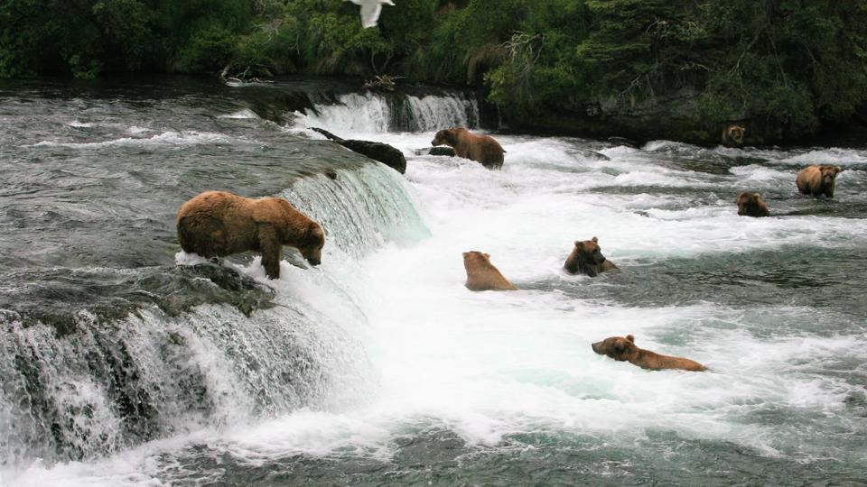 Explore the virtual wild | Travel