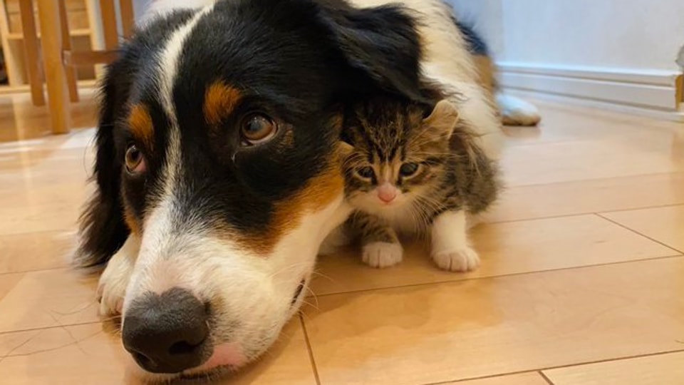 Doggo looks after tiny kitten, video is all kinds of cute. Watch | Trending