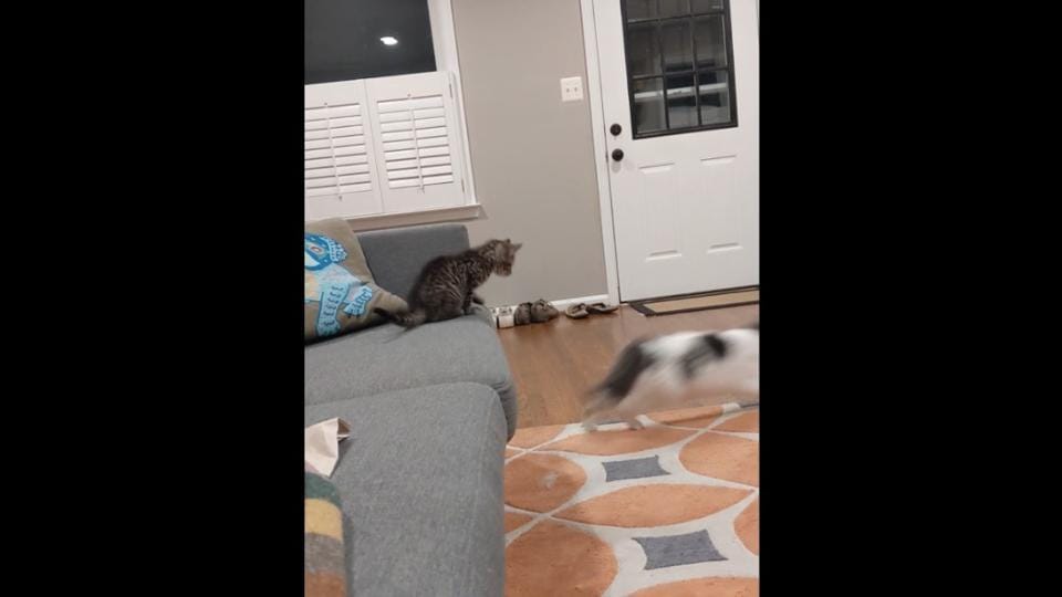 Derpy cat is startled by the new kitten. Watch cute video | Trending