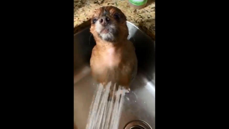 Transformation of this ‘Canadian sink seal’ into a fluffy doggie is ...